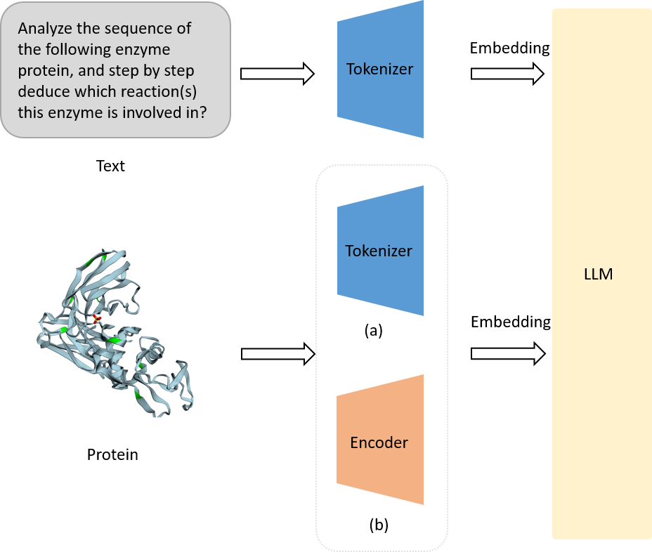 TourSynbio: A Multi-Modal Large Model and Agent Framework to Bridge Text and Protein Sequences ...